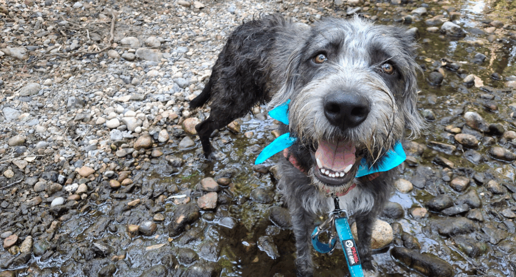 Doggy Day Out Program: Giving Shelter Dogs a Break While Helping Them ...