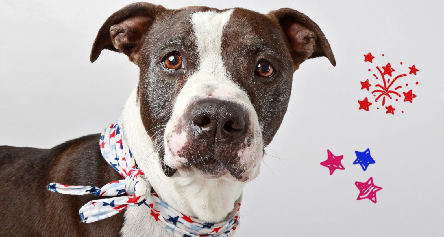 Home - Humane Society of Utah