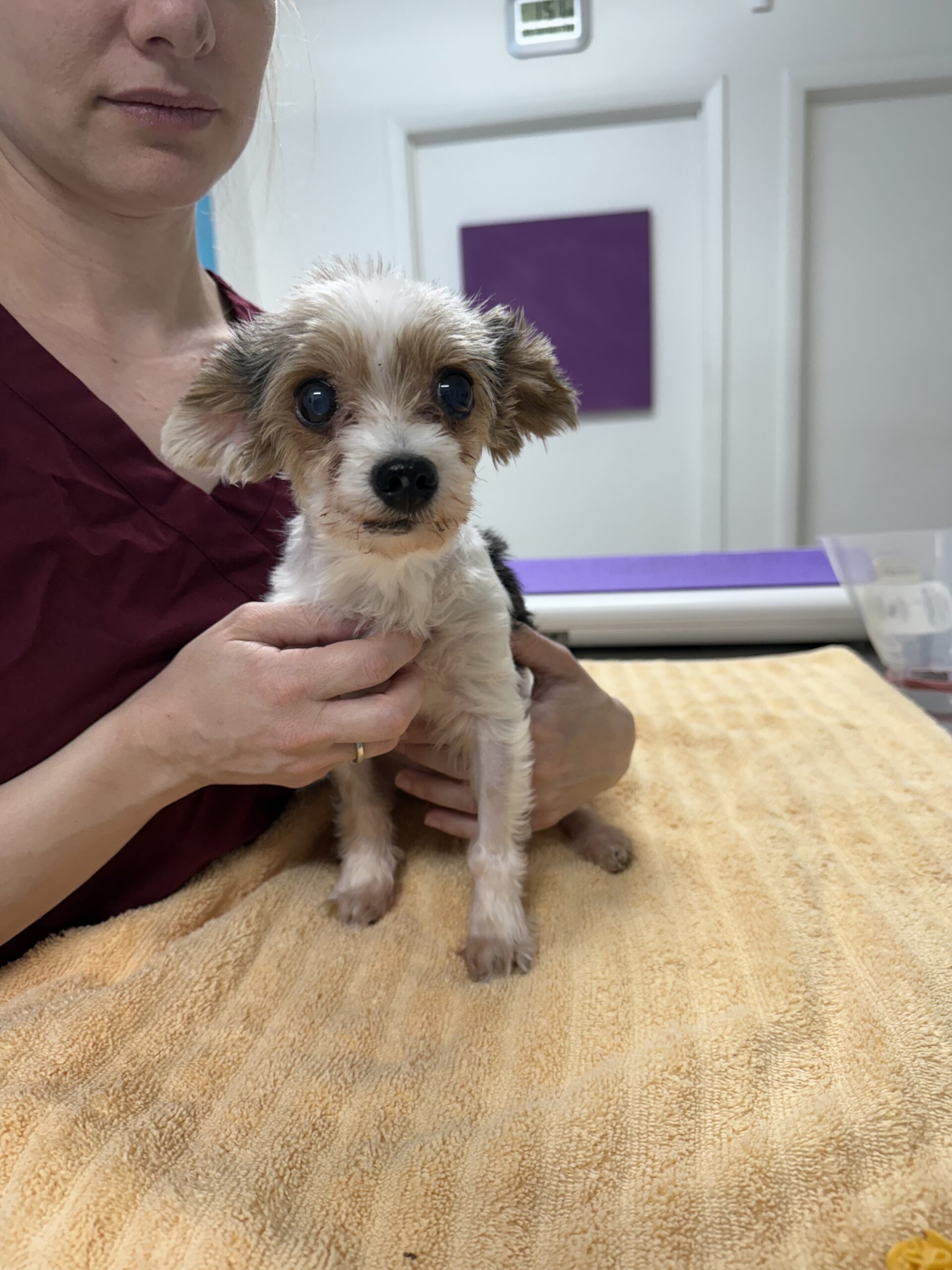 IMG_8802 - Humane Society of Utah