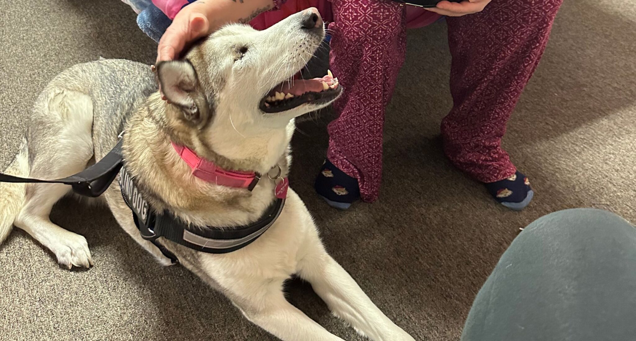 Home - Humane Society of Utah