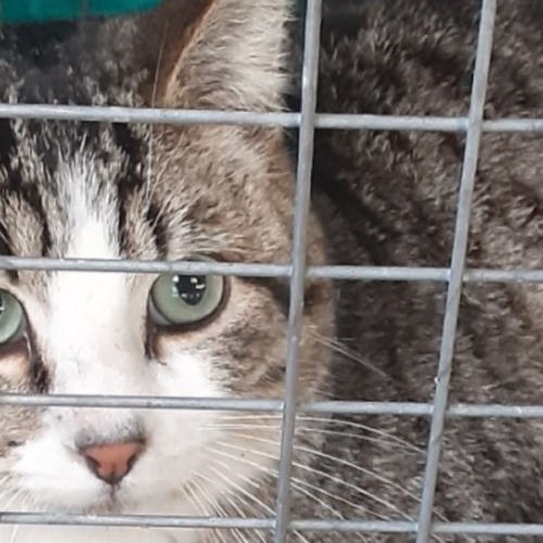 Home - Humane Society of Utah