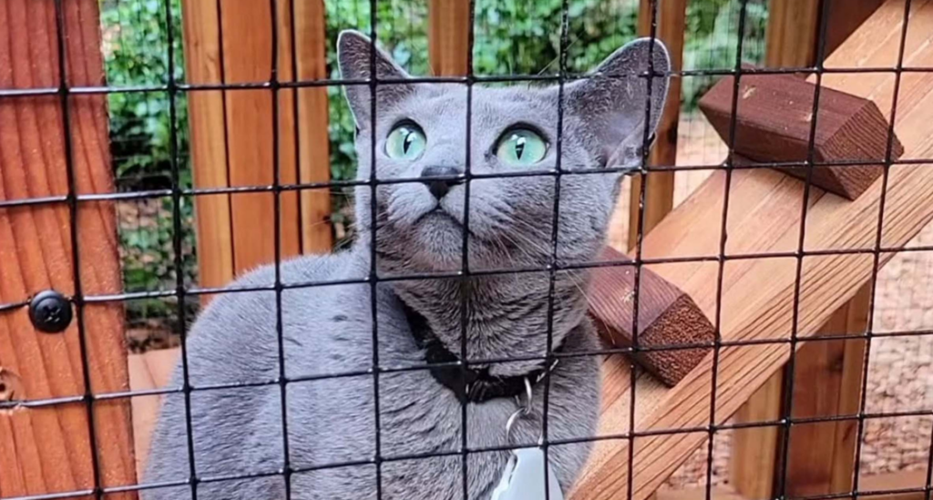 How To Build Your Own Catio: A Step By Step Guide For Beginners ...