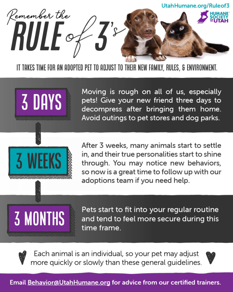 Rule Of 3 s Humane Society Of Utah