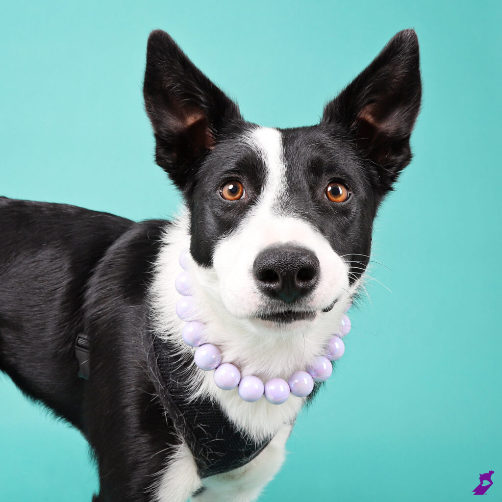 Pet Legacy Program - Humane Society of Utah