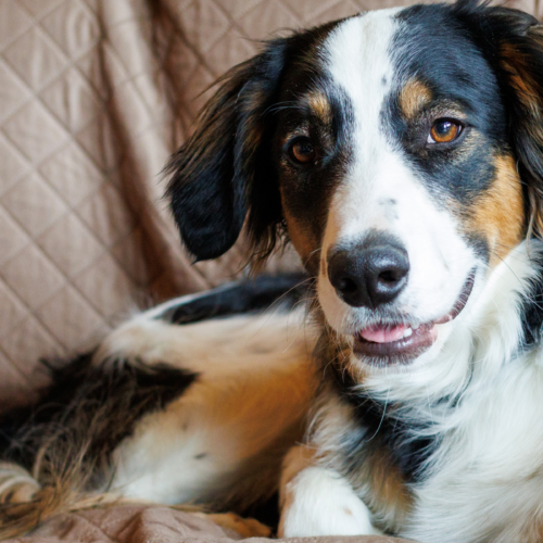 Home - Humane Society of Utah